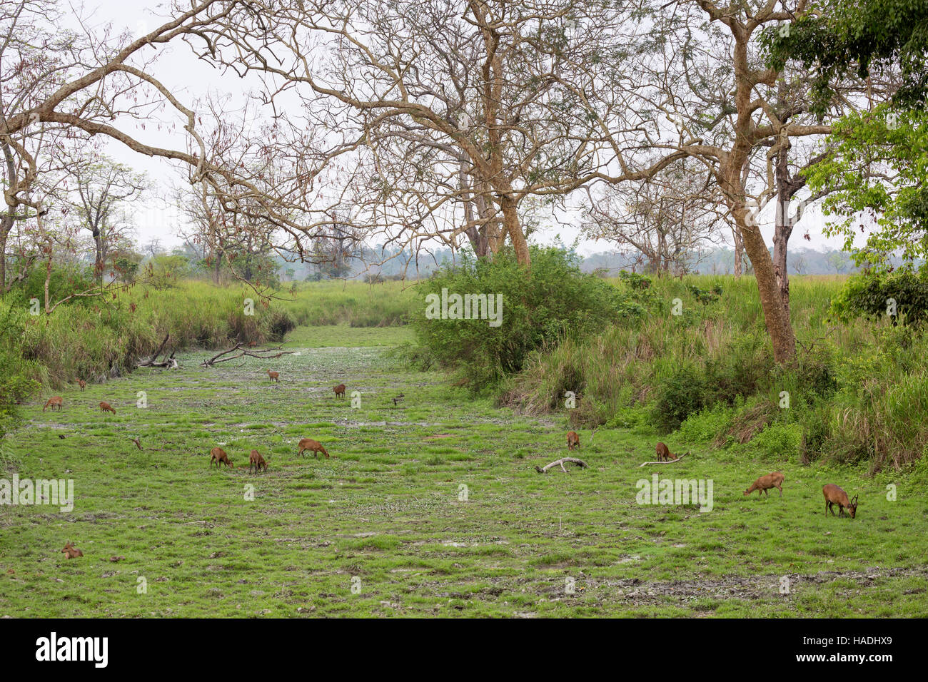 Hog Deer (Axis porcinus, Cervus porcinus), big group feeding on a ...