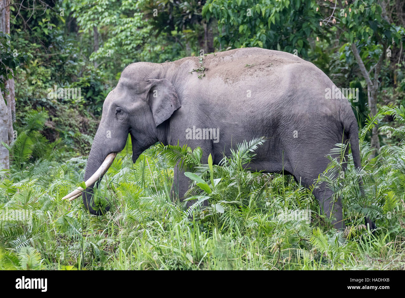 Asian Elephant ( Elephas maxumus), bull feeding, Kaziranga Nationalpark ...