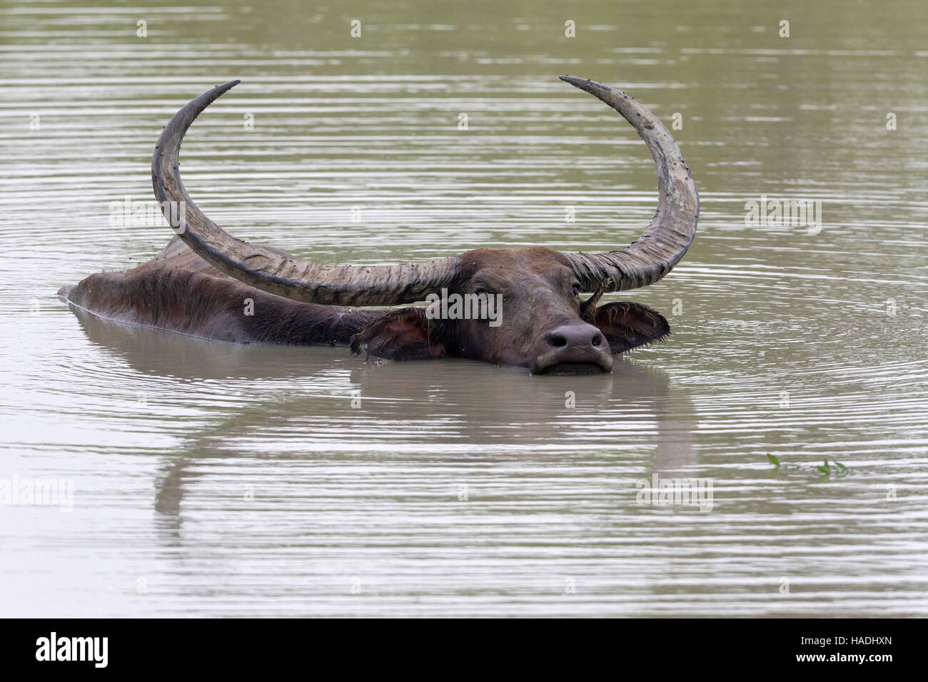 Wild asian Water Buffalo ( Bubalus arnee), male bathing, Kaziranga ...