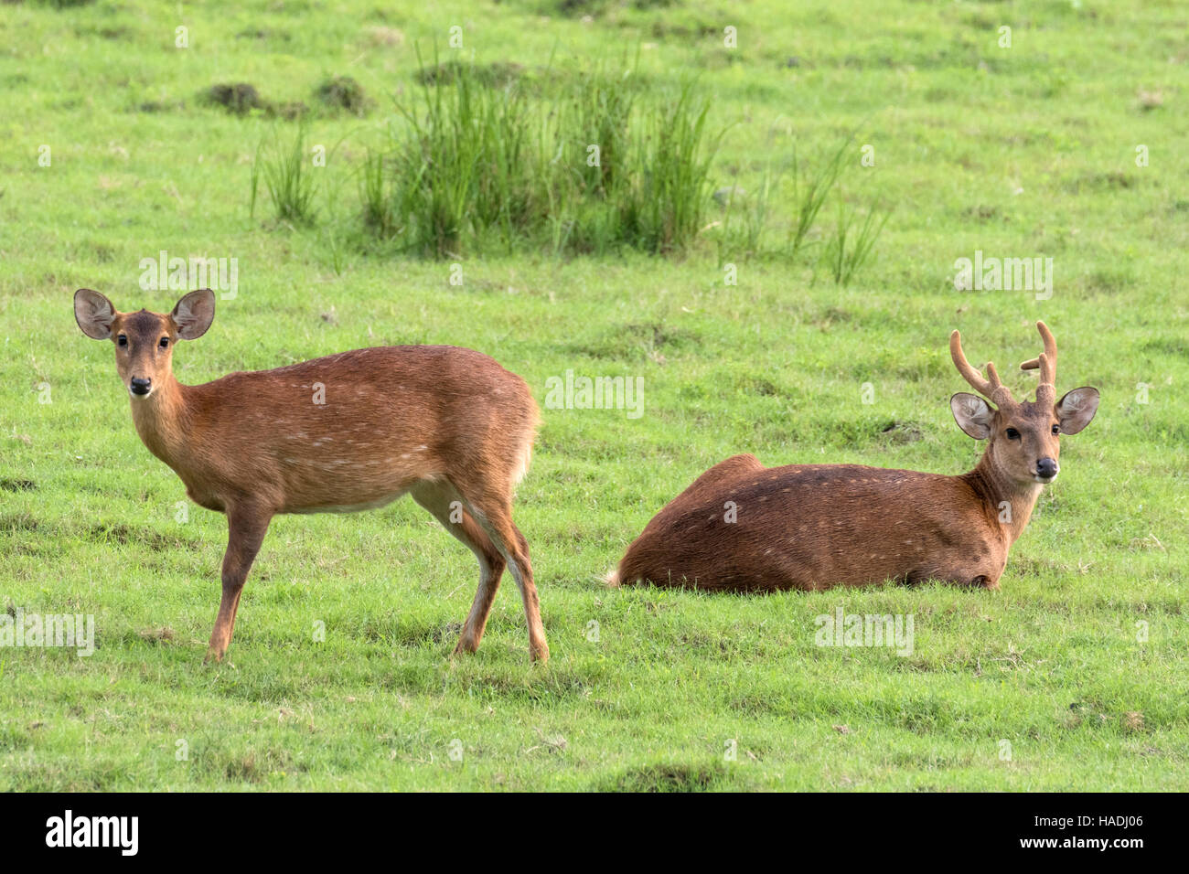 Hog Deer (Axis porcinus, Cervus porcinus), stag and hind on a meadow ...