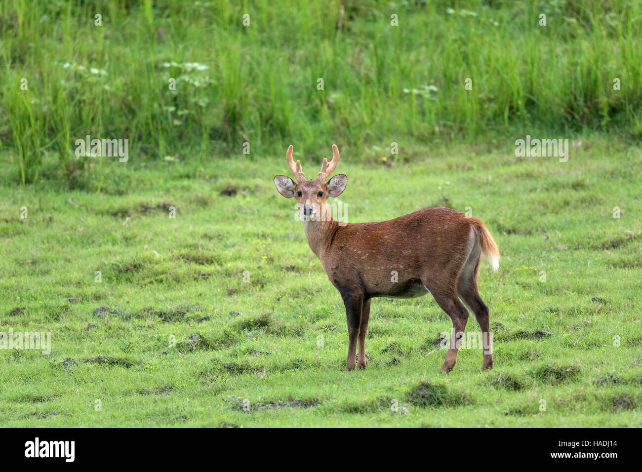 Hog Deer (Axis porcinus, Cervus porcinus), stag on a meadow, Kaziranga ...