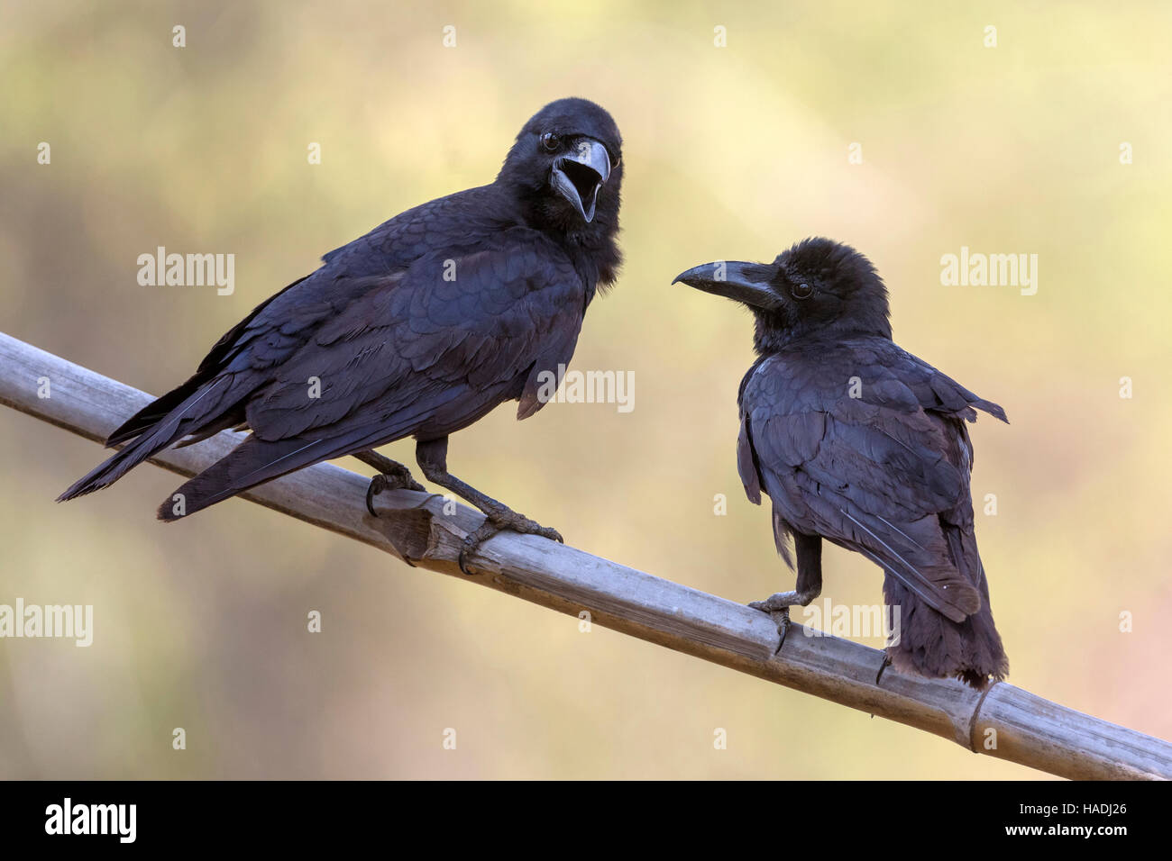 Jungle crow, large-billed crow (Corvus macrorhynchos), pair sitting on ...