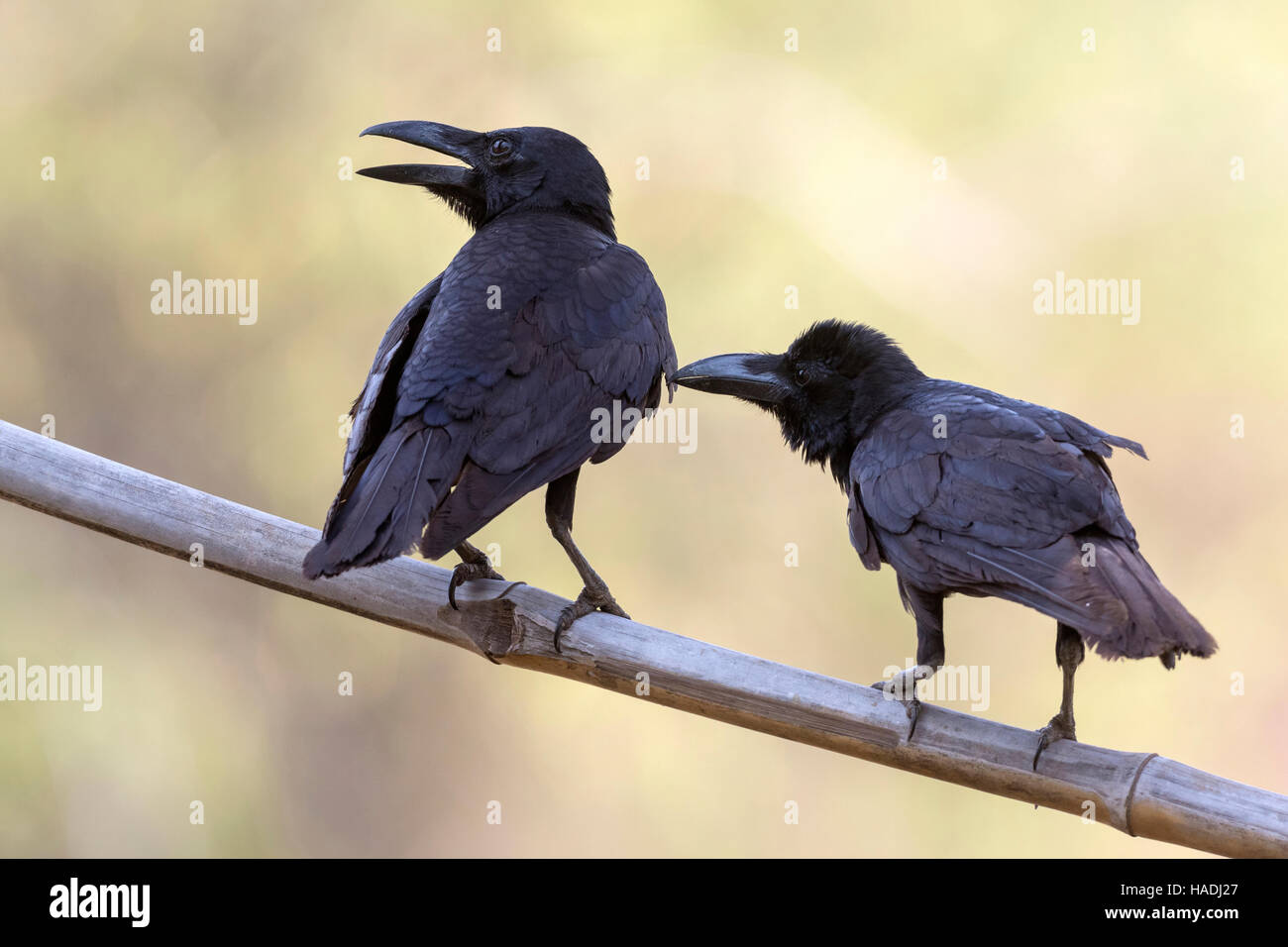 Jungle crow, large-billed crow (Corvus macrorhynchos), pair preening ...