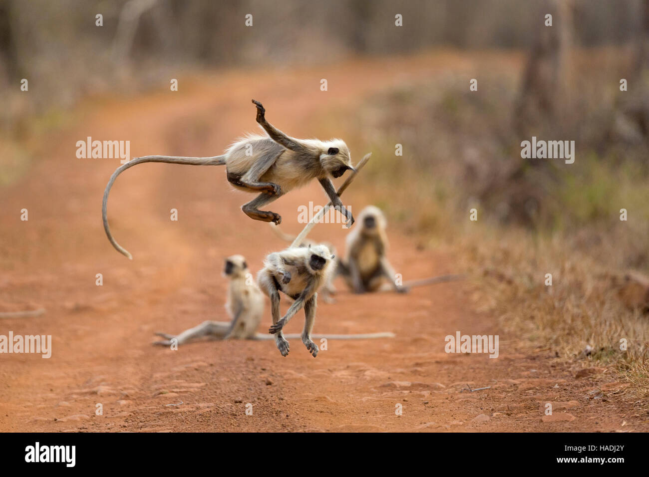 Northern Plains Gray Langur, Hanuman Langur (Presbytes entellus ...