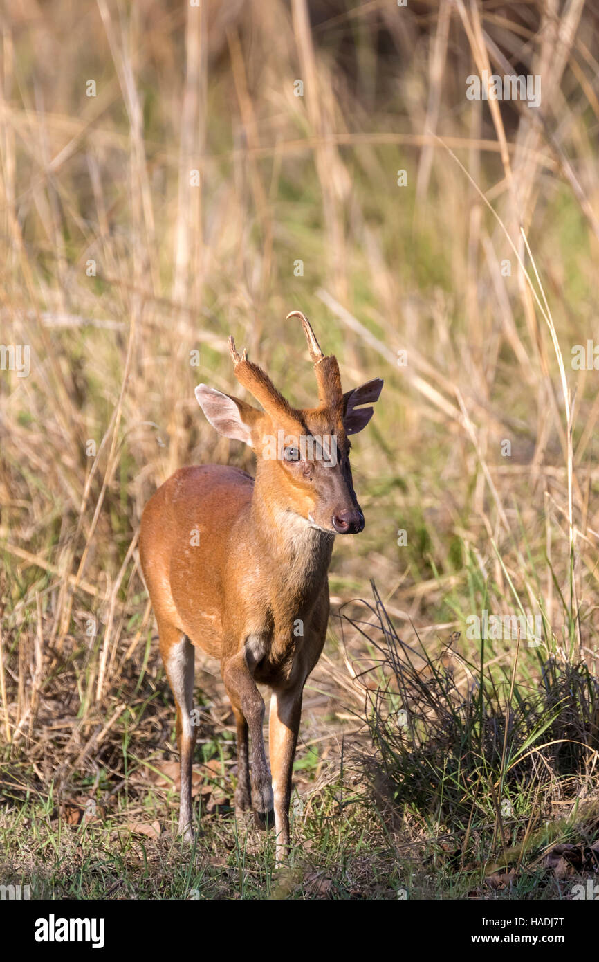 Indian Muntjac ( Muntiacus muntjak), stag stand on dirt road Stock ...