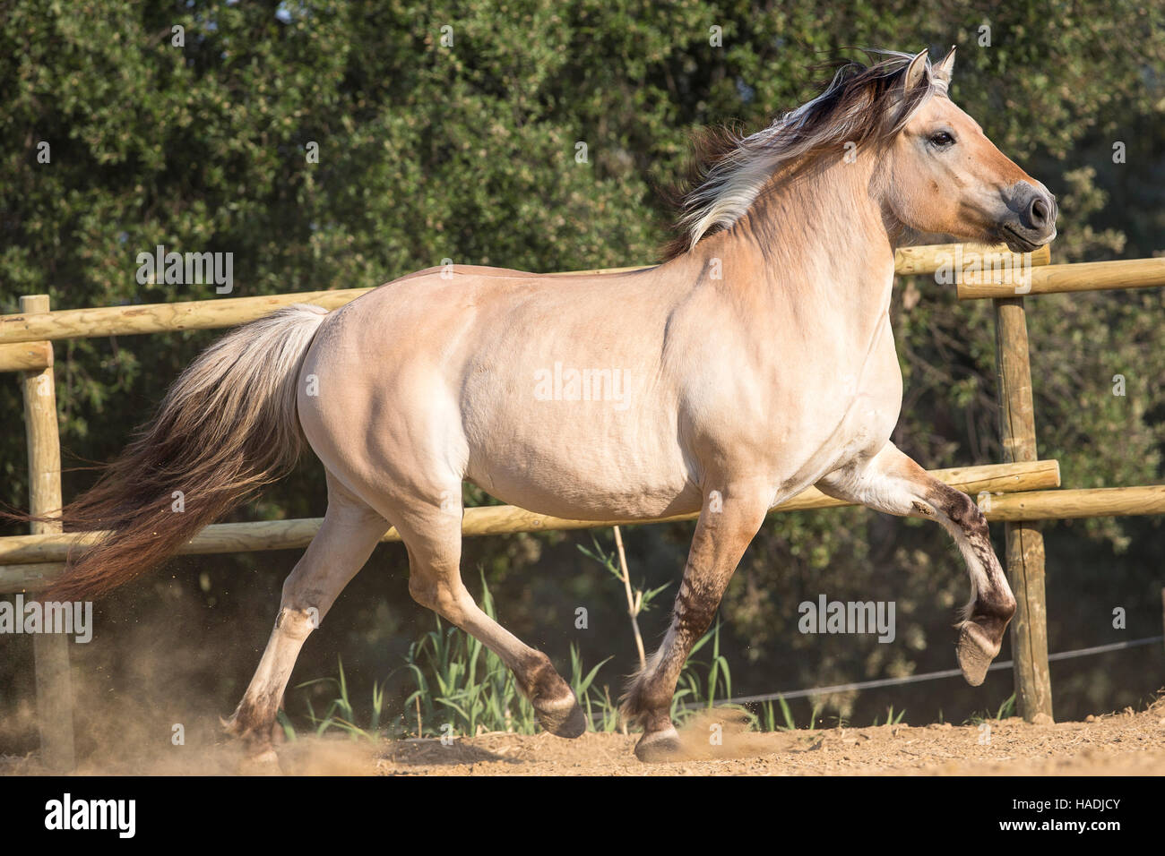 Norwegian Fjord Horse. Dun adult galloping on a pasture. Italy Stock ...
