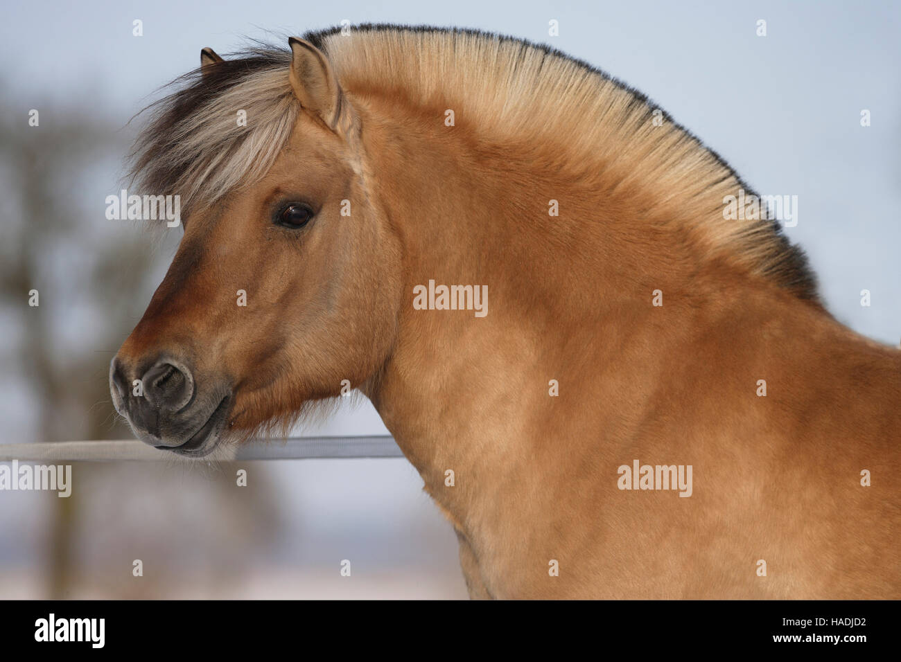Norwegian Fjord Horse. Portrait of a Dun .Italy Stock Photo - Alamy