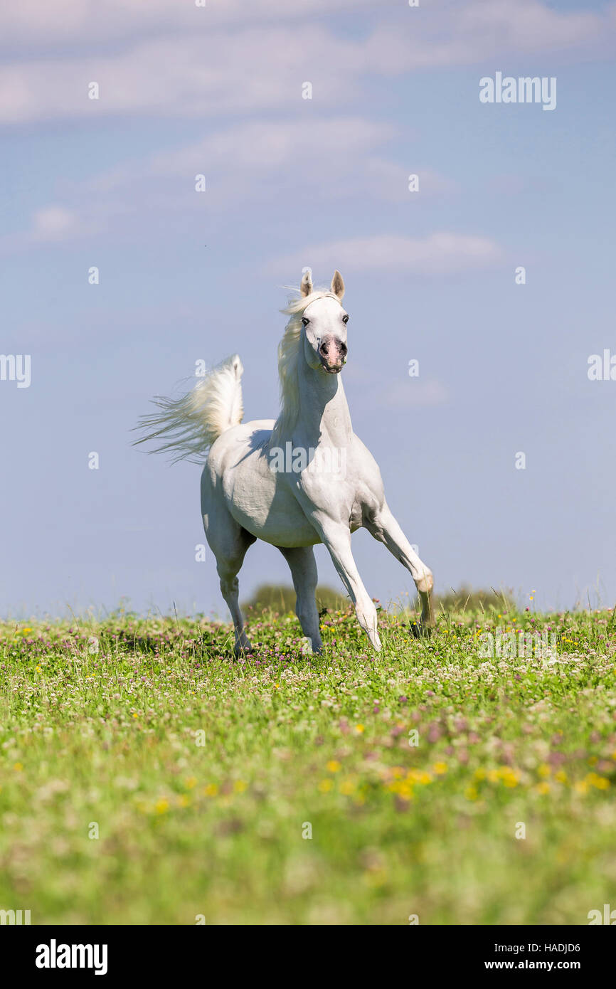 Arab Horse. Gray gelding galloping on a flowering meadow. Germany Stock ...