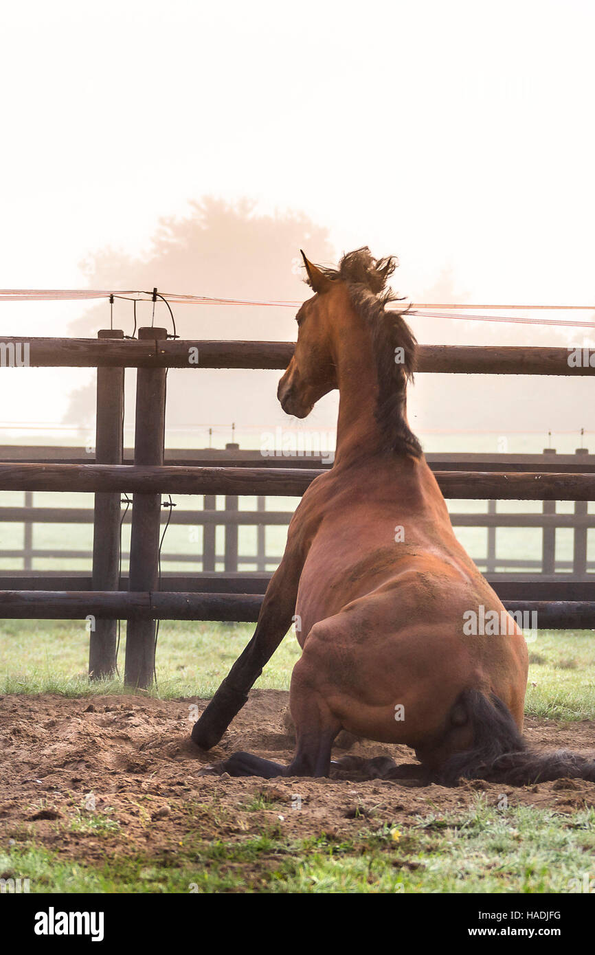 German Warmblood. Bay stallion sitting in a paddock. Germany Stock ...
