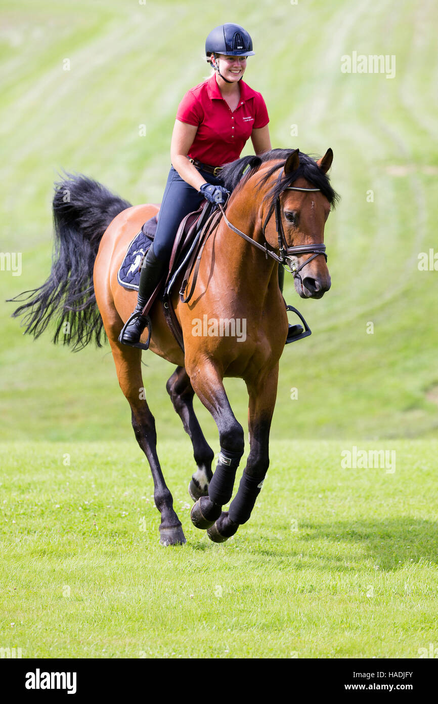 German Warmblood. Rider on bay stallion galloping on a lawn. Germany ...