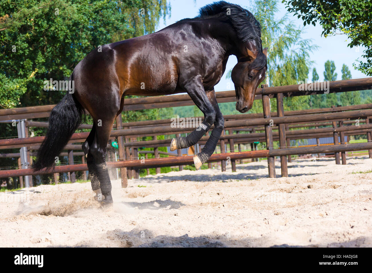 German bay stallion hi-res stock photography and images - Alamy