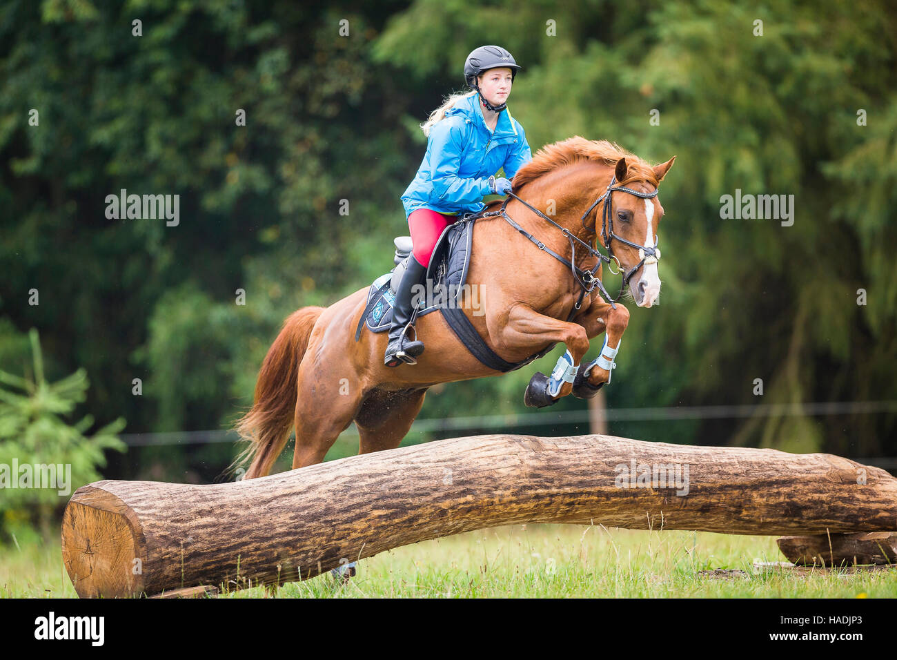 German Riding Pony. Girl on chestnut gelding clearing an obstacle ...