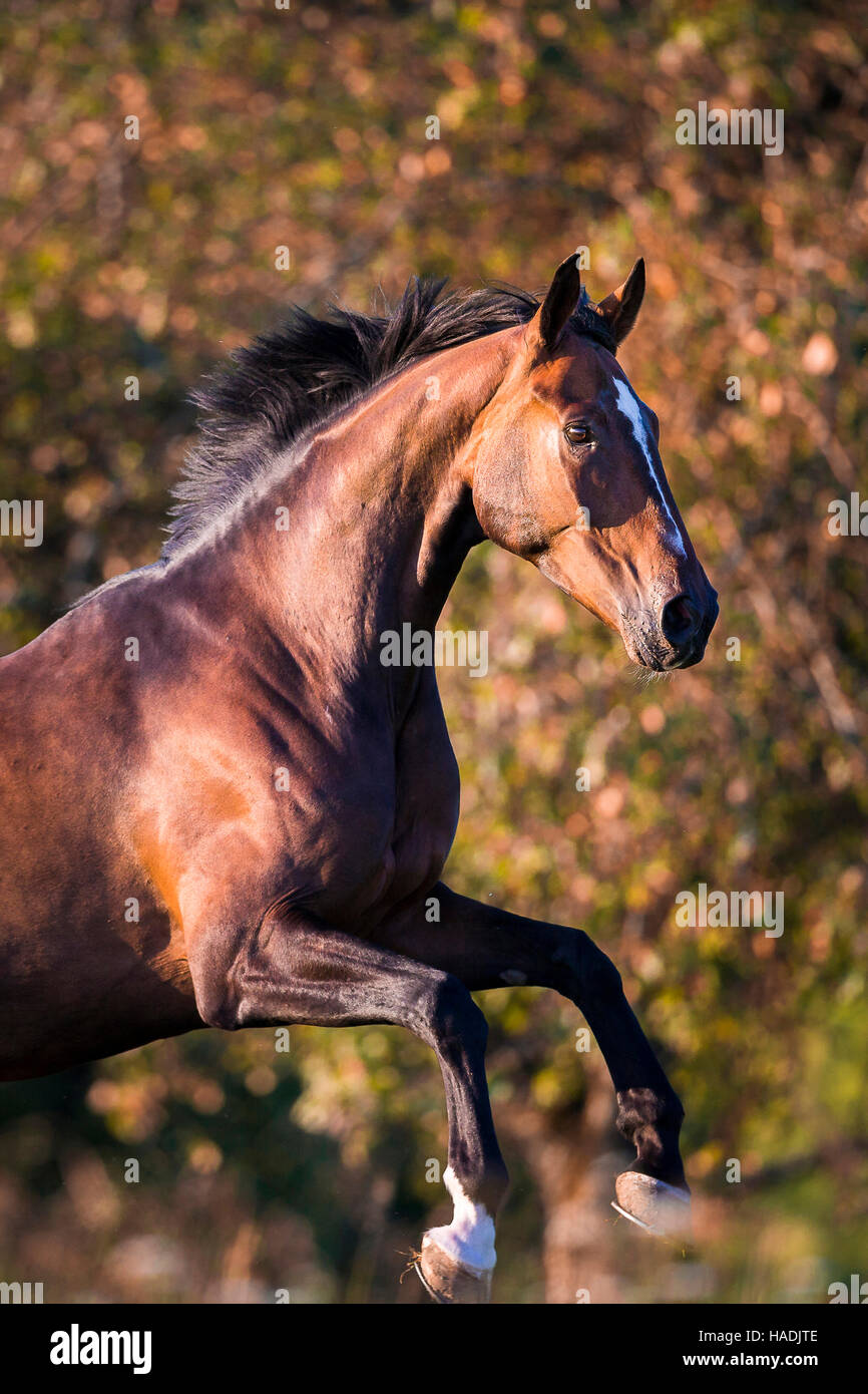 Hanoverian Horse. Bay gelding galloping on a pasture. Germany Stock ...