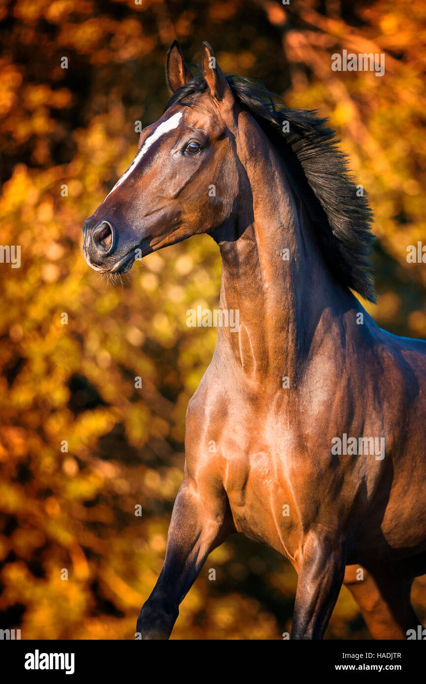 Hanoverian Horse. Bay gelding galloping on a pasture. Germany Stock ...