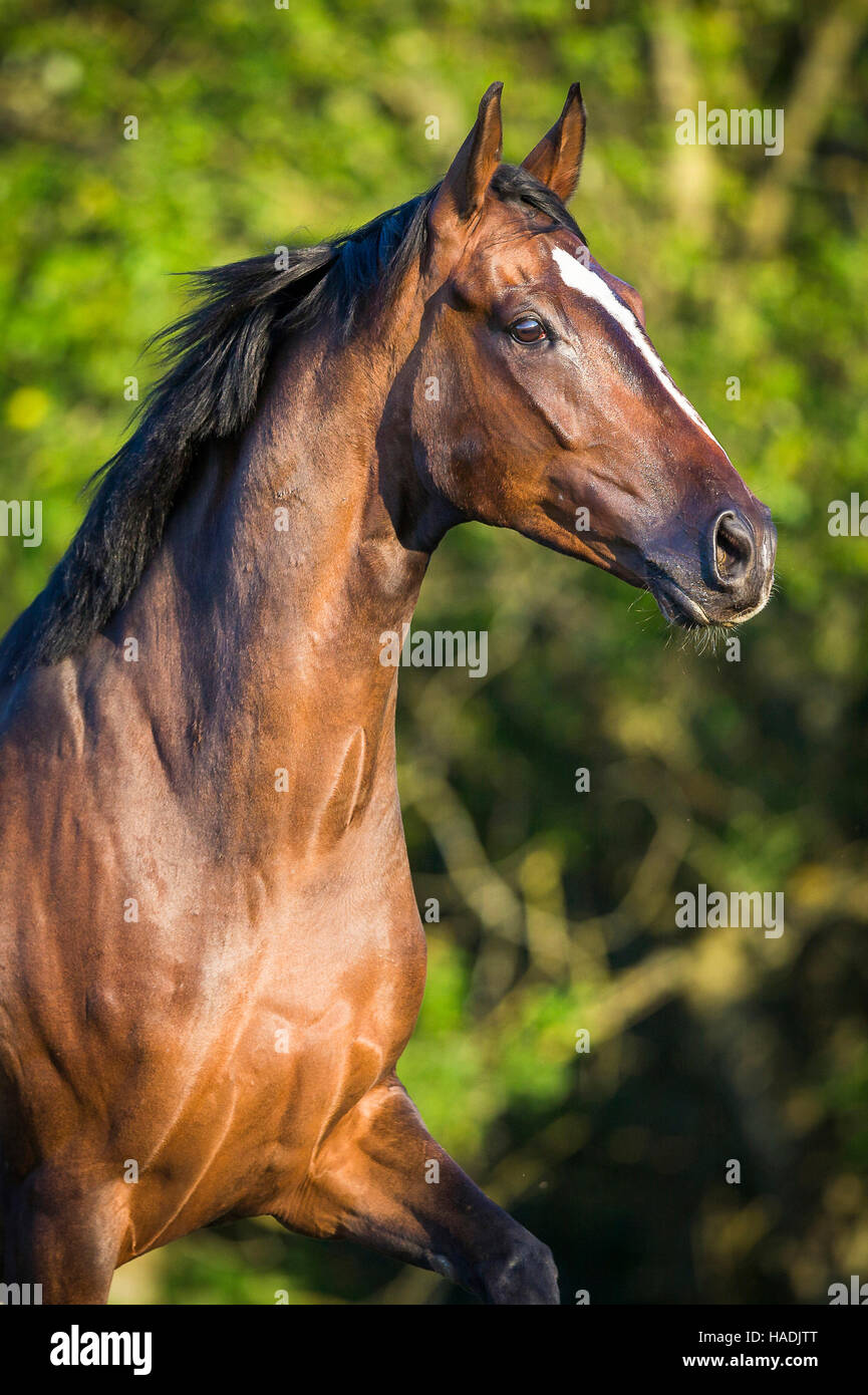 Hanoverian Horse. Portrait of bay gelding. Germany Stock Photo - Alamy
