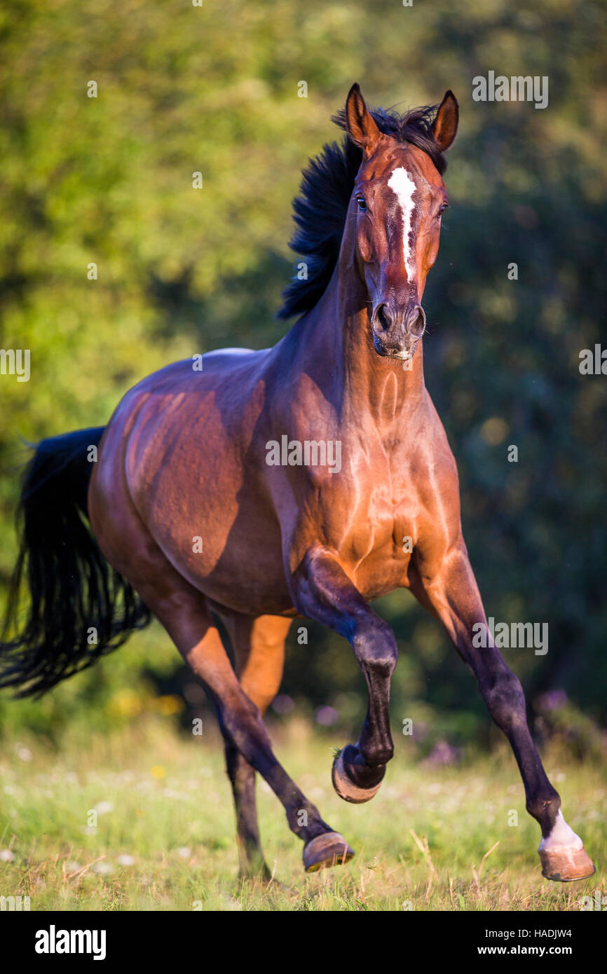 Hanoverian Horse. Bay gelding galloping on a pasture. Germany Stock ...