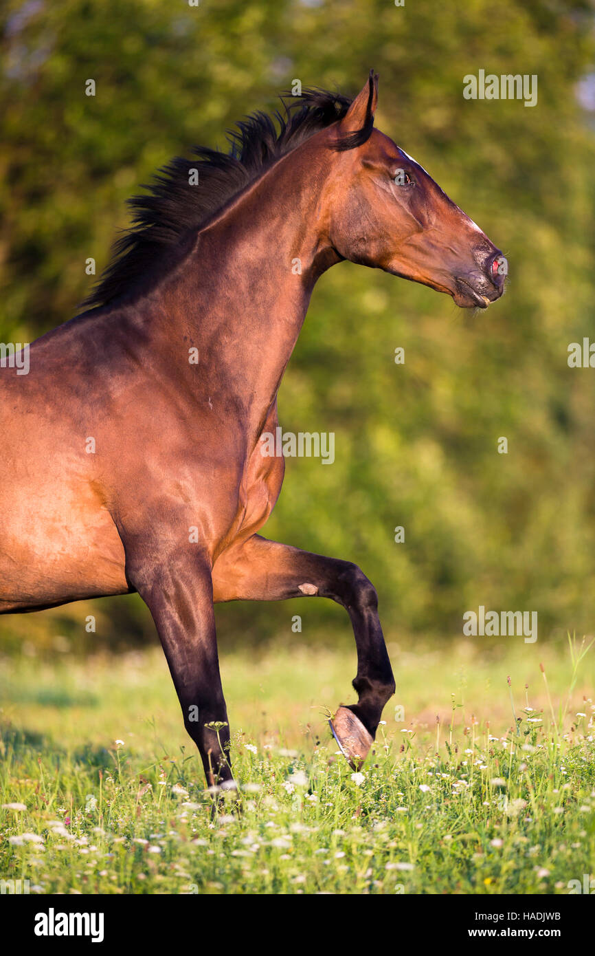 Hanoverian Horse. Bay gelding trotting on a pasture. Germany Stock ...