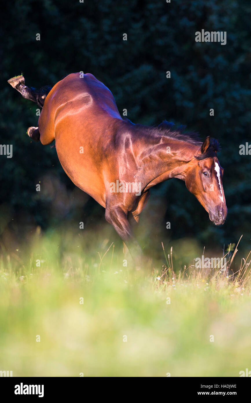 Hanoverian Horse. Bay gelding bucking on a pasture. Germany Stock Photo ...