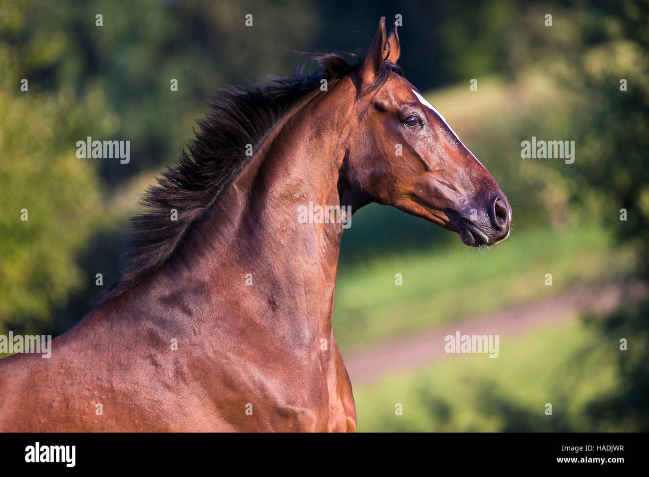 Hanoverian Horse. Portrait of bay gelding with mane flowing. Germany ...