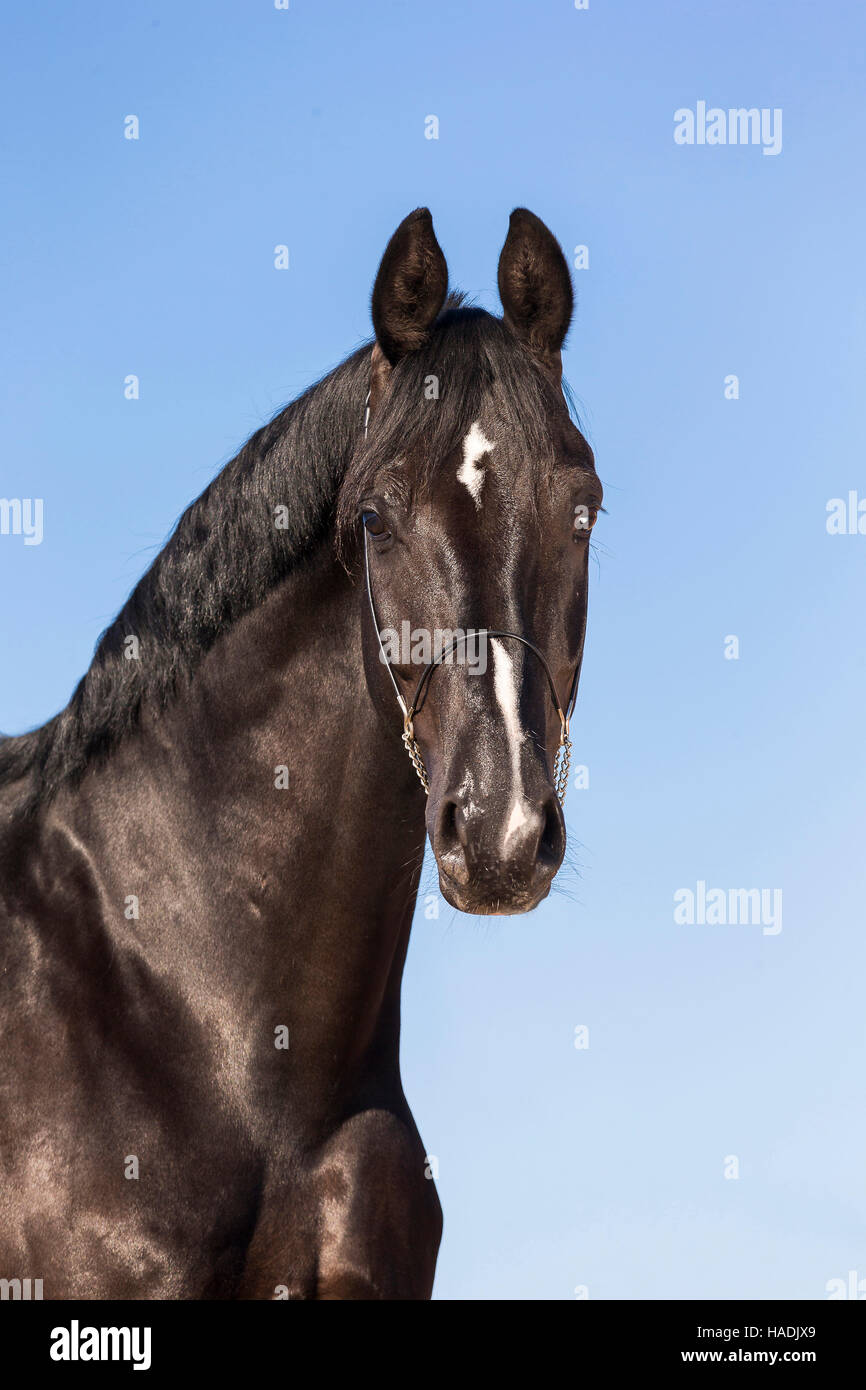 Hanoverian Horse. Portrait of black gelding seen against a blue sky ...