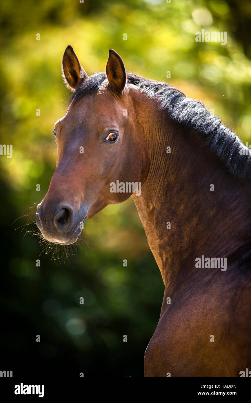 Hanoverian Horse. Portrait of bay gelding. Germany Stock Photo - Alamy