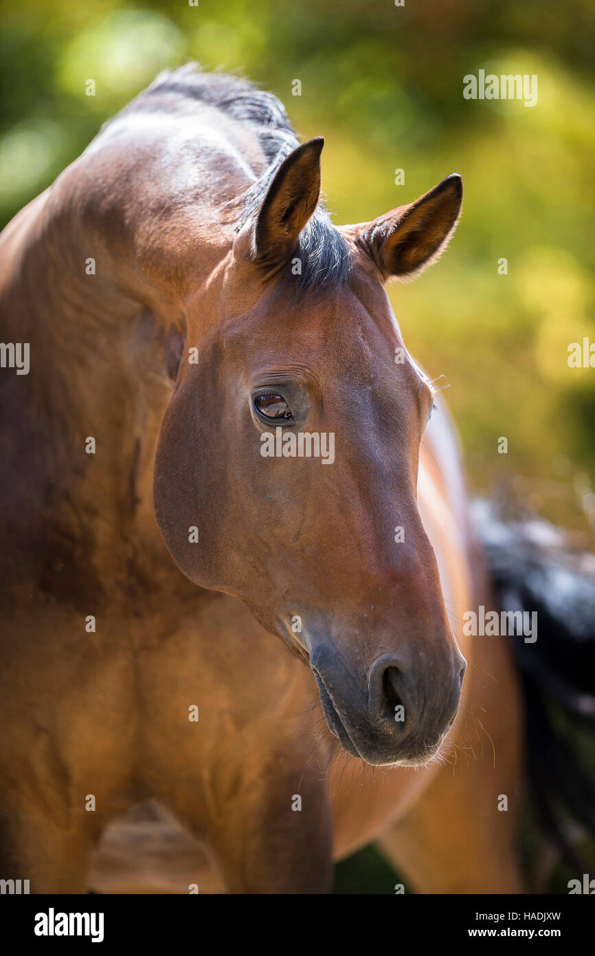 Hanoverian Horse. Portrait of bay gelding. Germany Stock Photo - Alamy