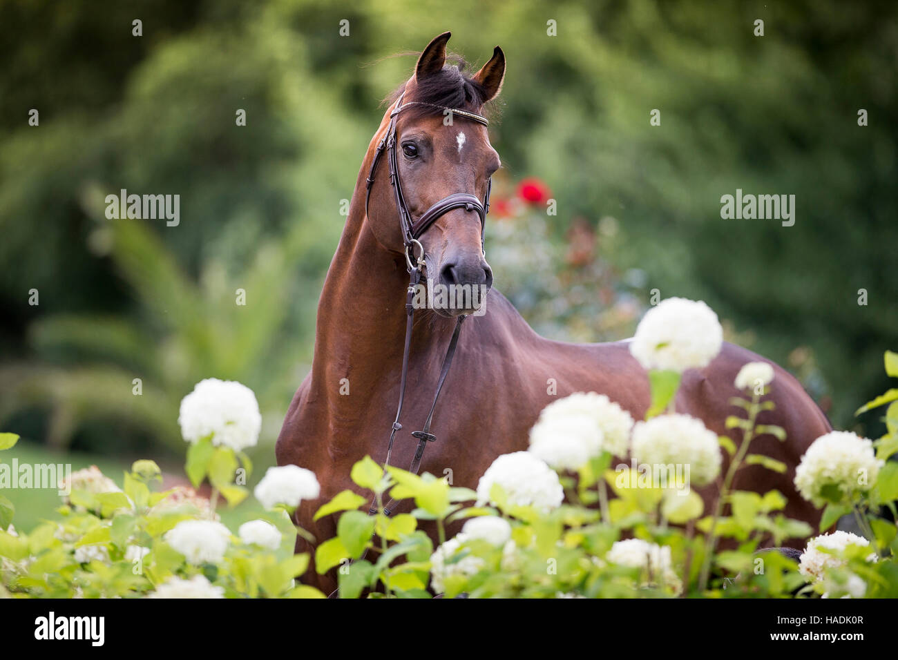 Holsteiner Horse. Bay stallion standing behind white flowers. Germany ...