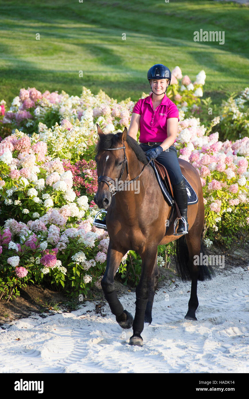 Holsteiner Horse. Rider on bay stallion on a bridlepath. Germany Stock ...