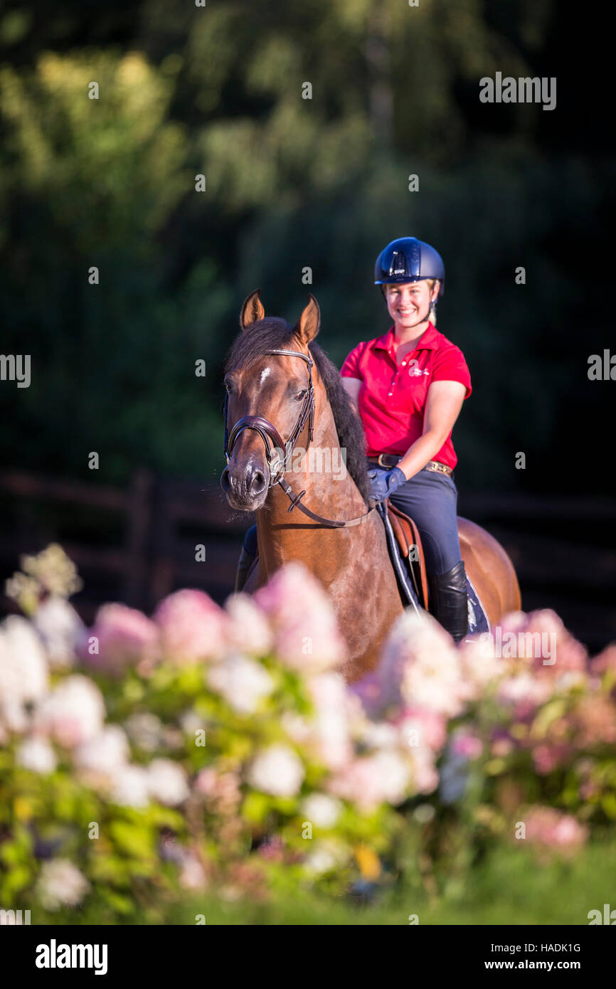 Holsteiner Horse. Rider on bay stallion standing behind pink flowers ...