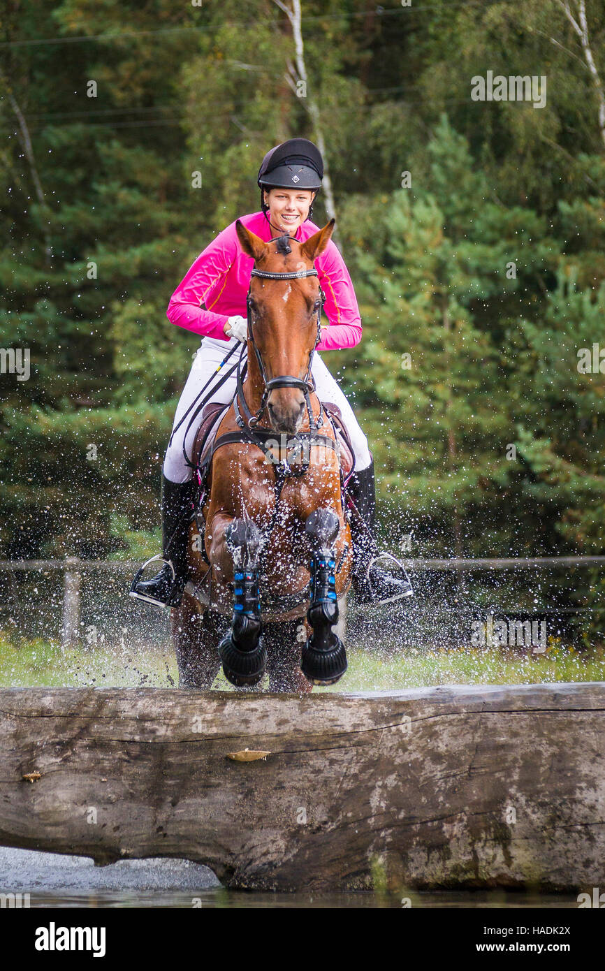 Holsteiner Horse. Rider on bay gelding clearing an obstacle during a ...