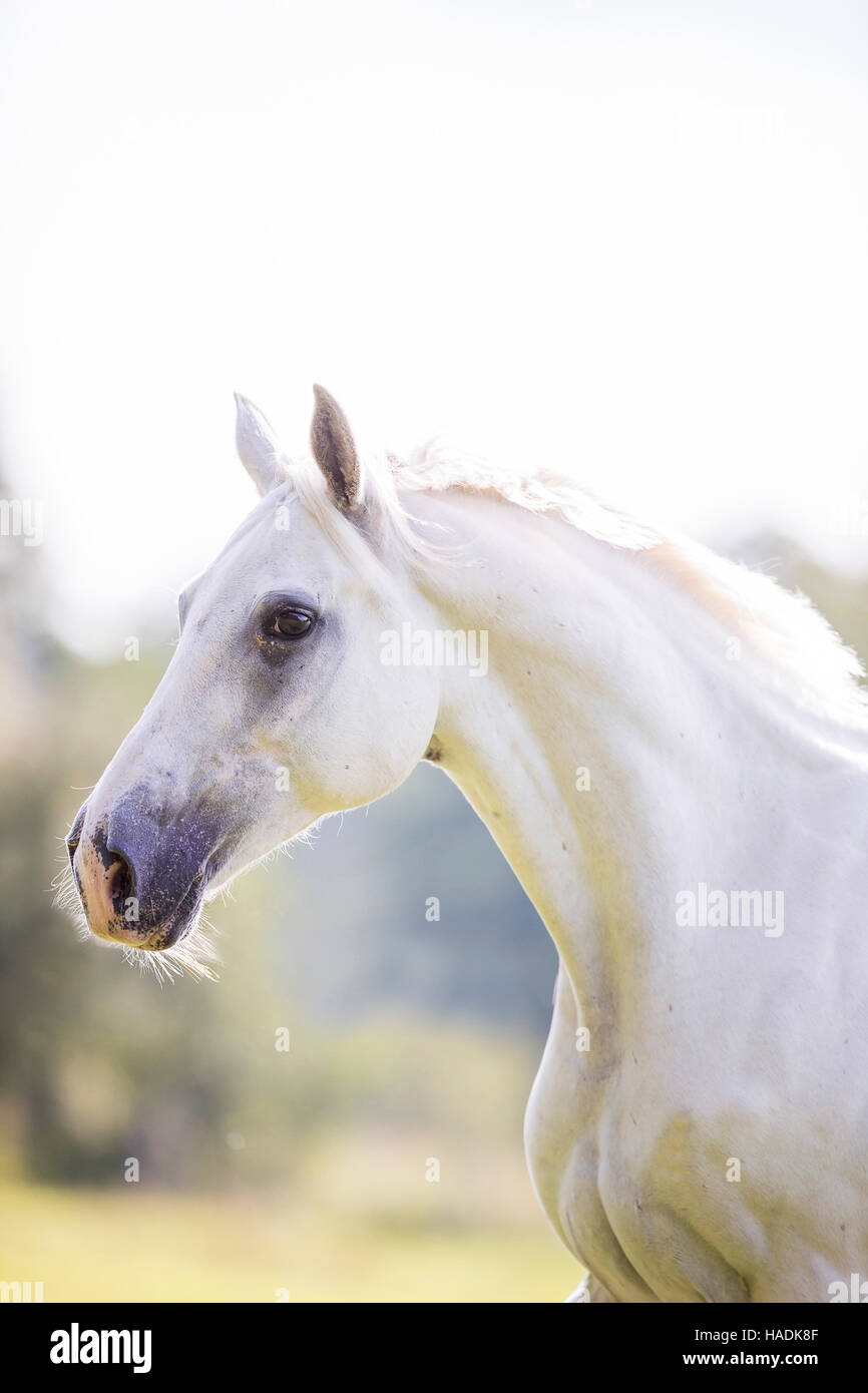 Irish Sport Horse. Portrait of gray gelding. Germany Stock Photo - Alamy