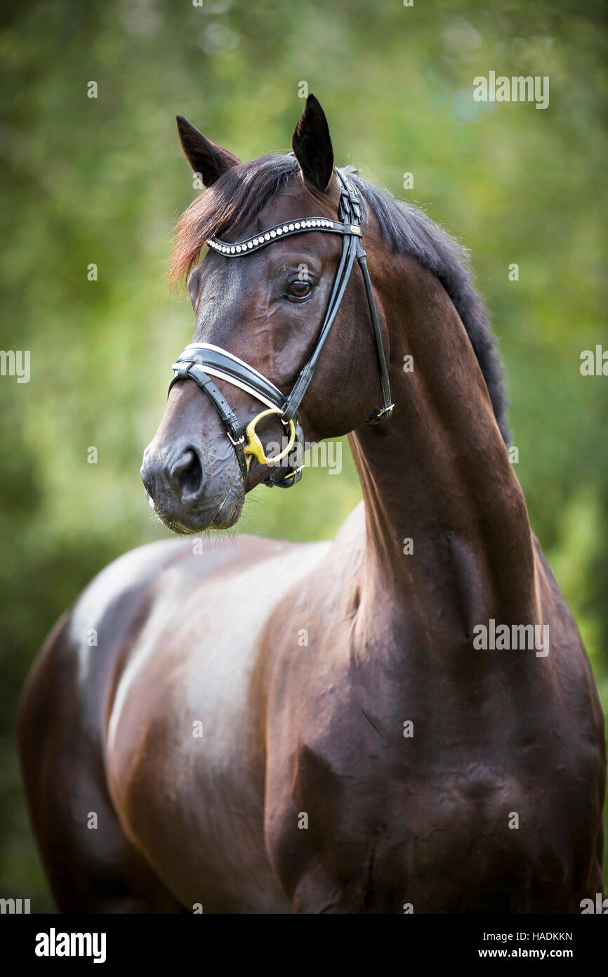 Dutch Warmblood. Portrait of black stallion. Germany Stock Photo - Alamy