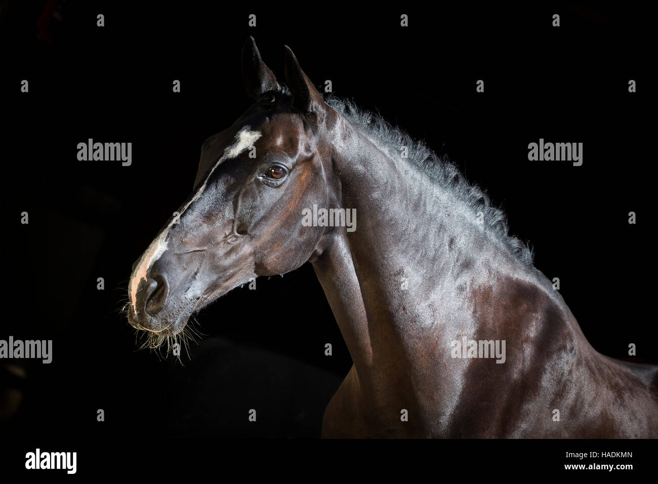 Oldenburg Horse. Portrait of dark bay mare seen against a black ...