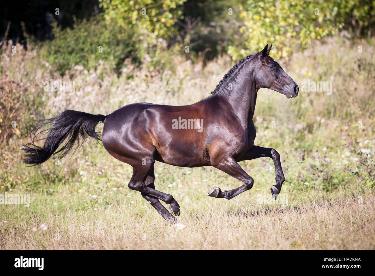 Oldenburg Horse. Dark bay mare galloping on a pasture. Germany Stock ...