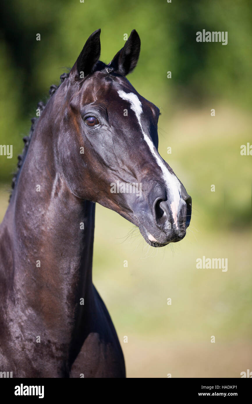 Oldenburg Horse. Portrait of dark bay mare. Germany Stock Photo - Alamy