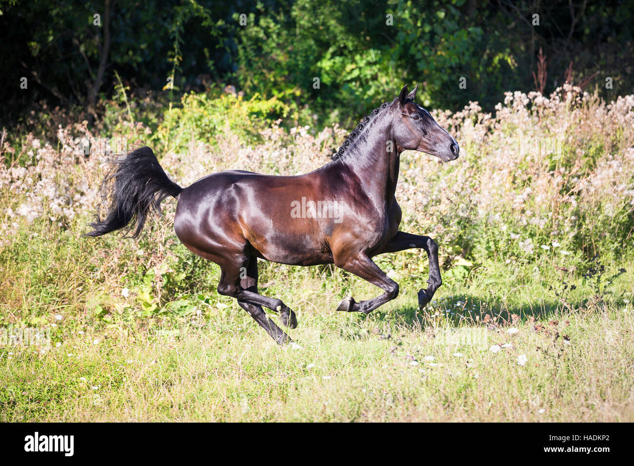 Oldenburg Horse. Dark bay mare galloping on a pasture. Germany Stock ...