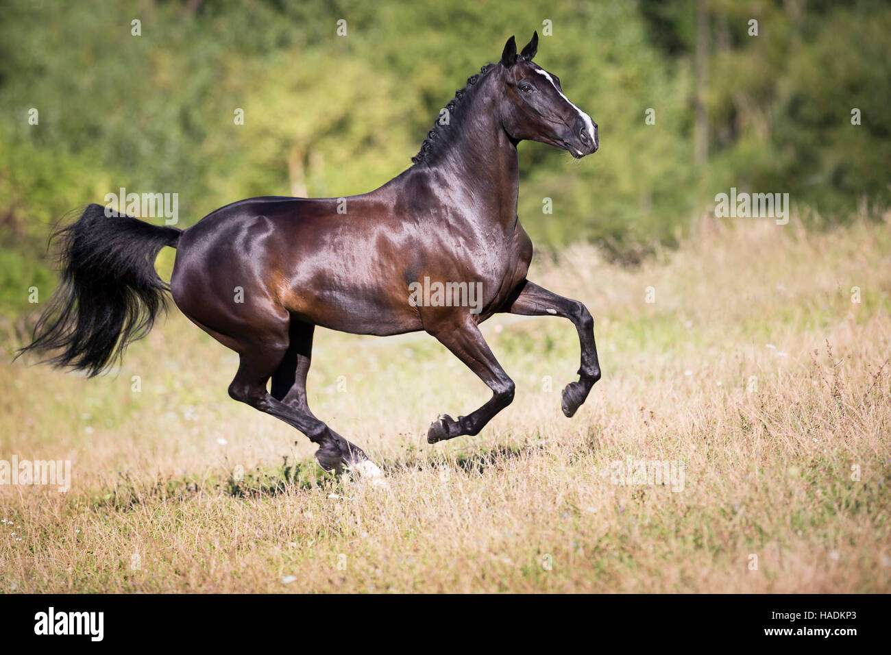 Oldenburg Horse. Dark bay mare galloping on a pasture. Germany Stock ...