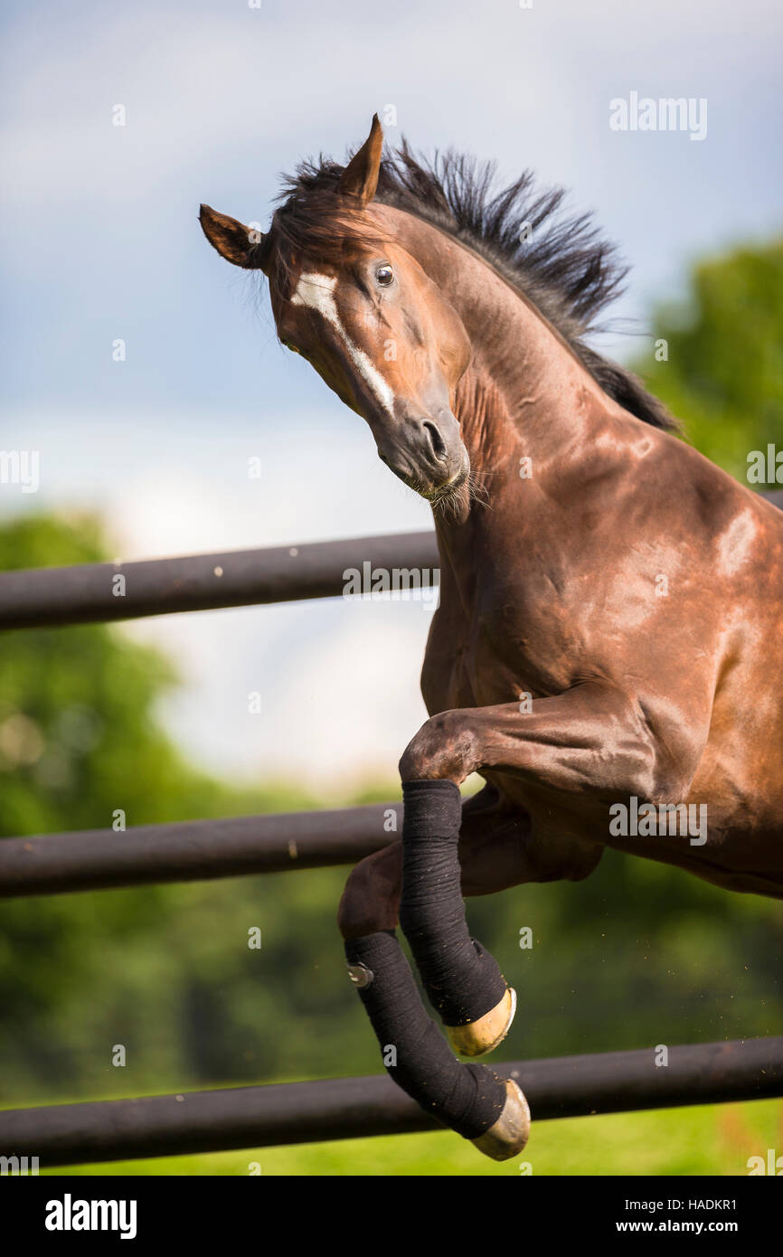 Oldenburg Horse. Chestnut stallion leaping on a pasture. Germany Stock ...