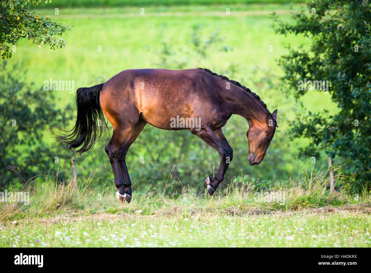 Oldenburg Horse. Bay gelding bucking on a meadow. Germany Stock Photo ...