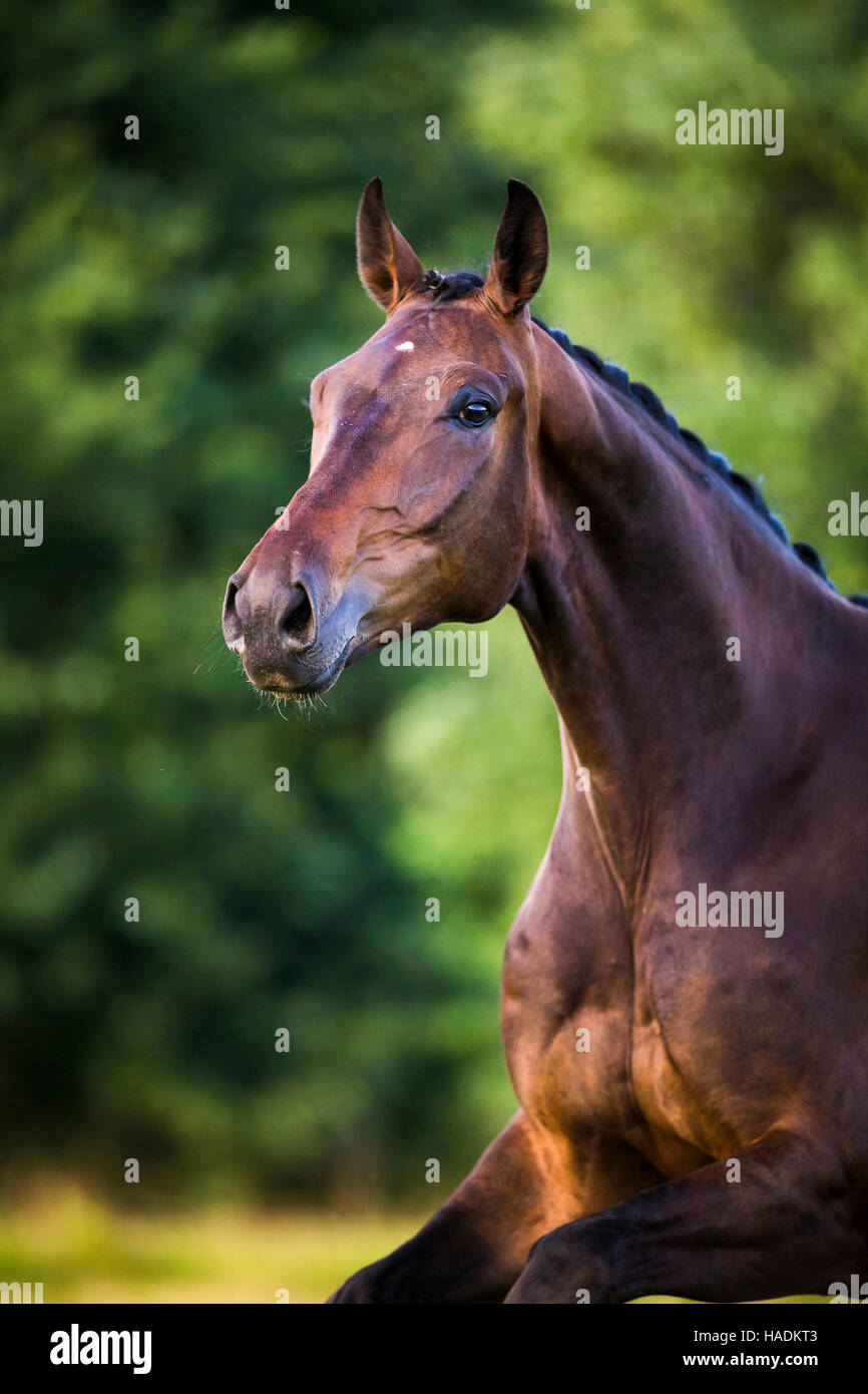 Oldenburg horse portrait hi-res stock photography and images - Alamy
