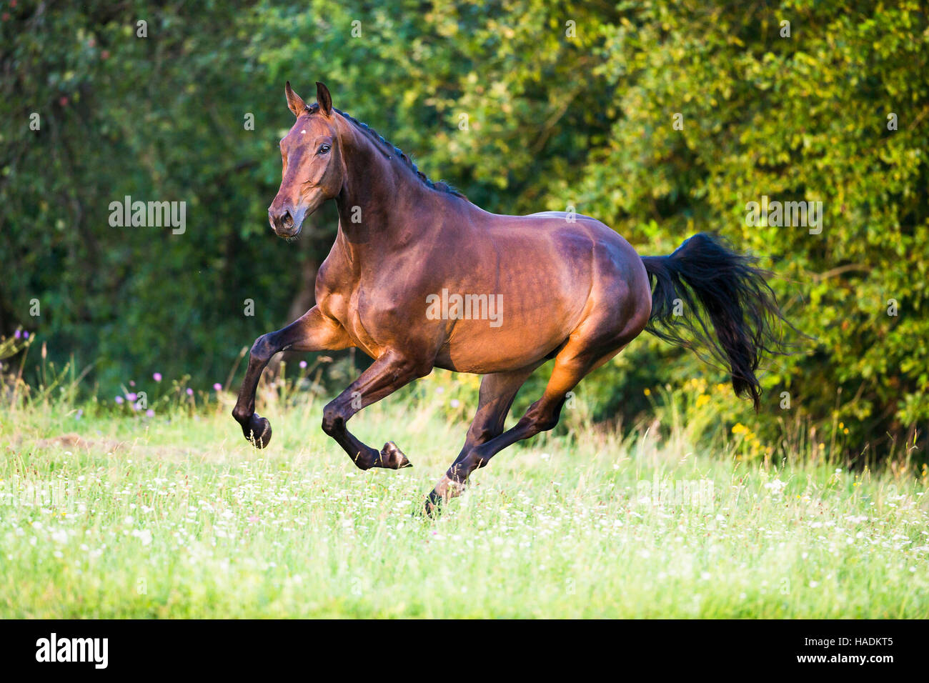 Oldenburg Horse. Bay gelding galloping on a meadow. Germany Stock Photo ...