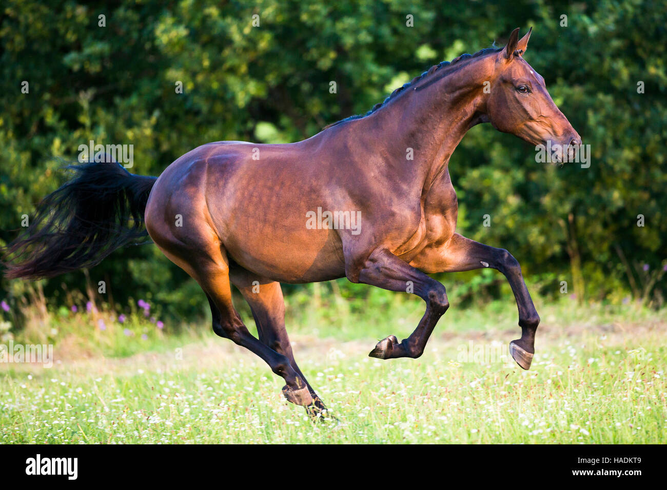 Oldenburg Horse. Bay gelding galloping on a meadow. Germany Stock Photo ...