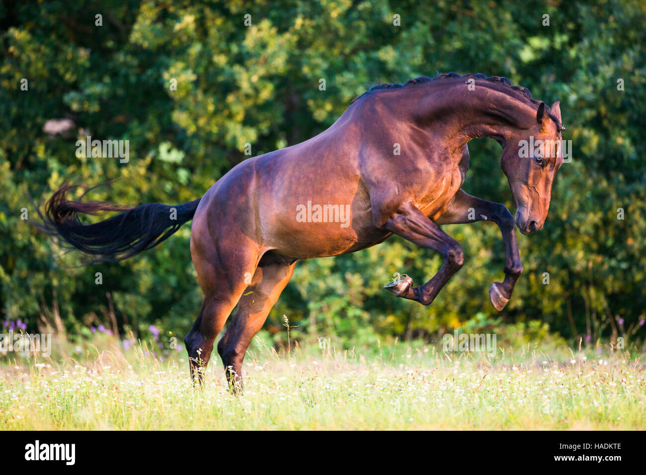Oldenburg Horse. Bay gelding bucking on a meadow. Germany Stock Photo ...