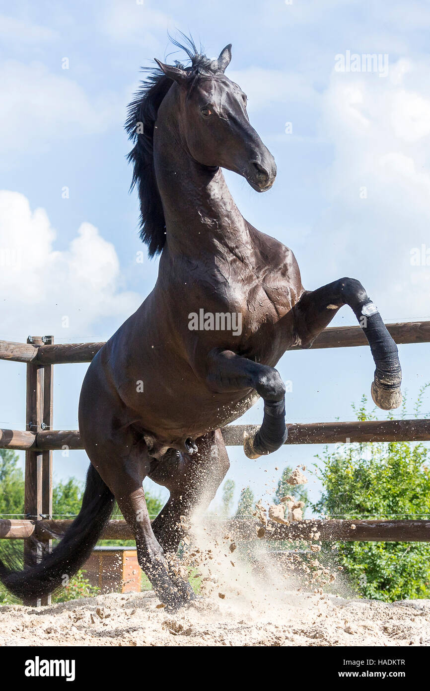 Oldenburg Horse. Black stallion rearing in a paddock. Germany Stock ...