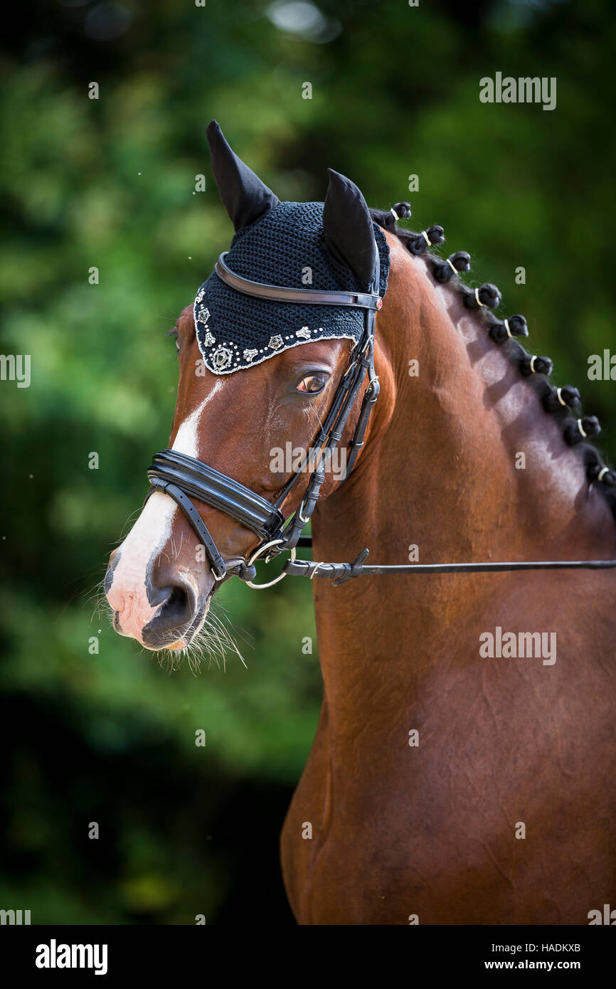 Oldenburg Horse. Portrait of bay mare with tack and protectice fly cap ...