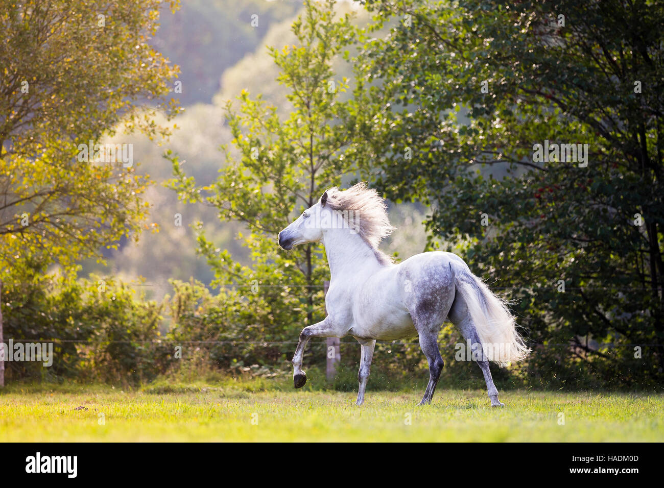 Pure Spanish Horse, Andalusian. Gray gelding galloping on a pasture ...
