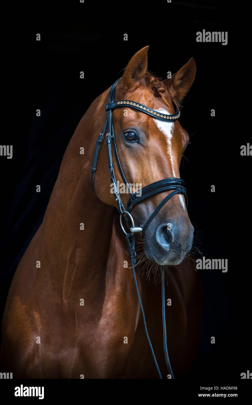 Wuerttemberg Warmblood. Portrait of chestnut gelding mare seen against ...