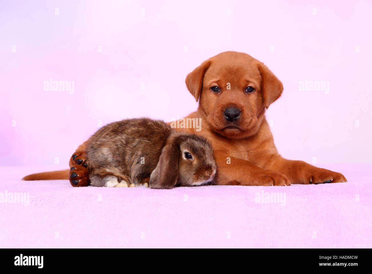 Labrador Retriever. Puppy (5 weeks old) lying next to dwarf lop-eared ...