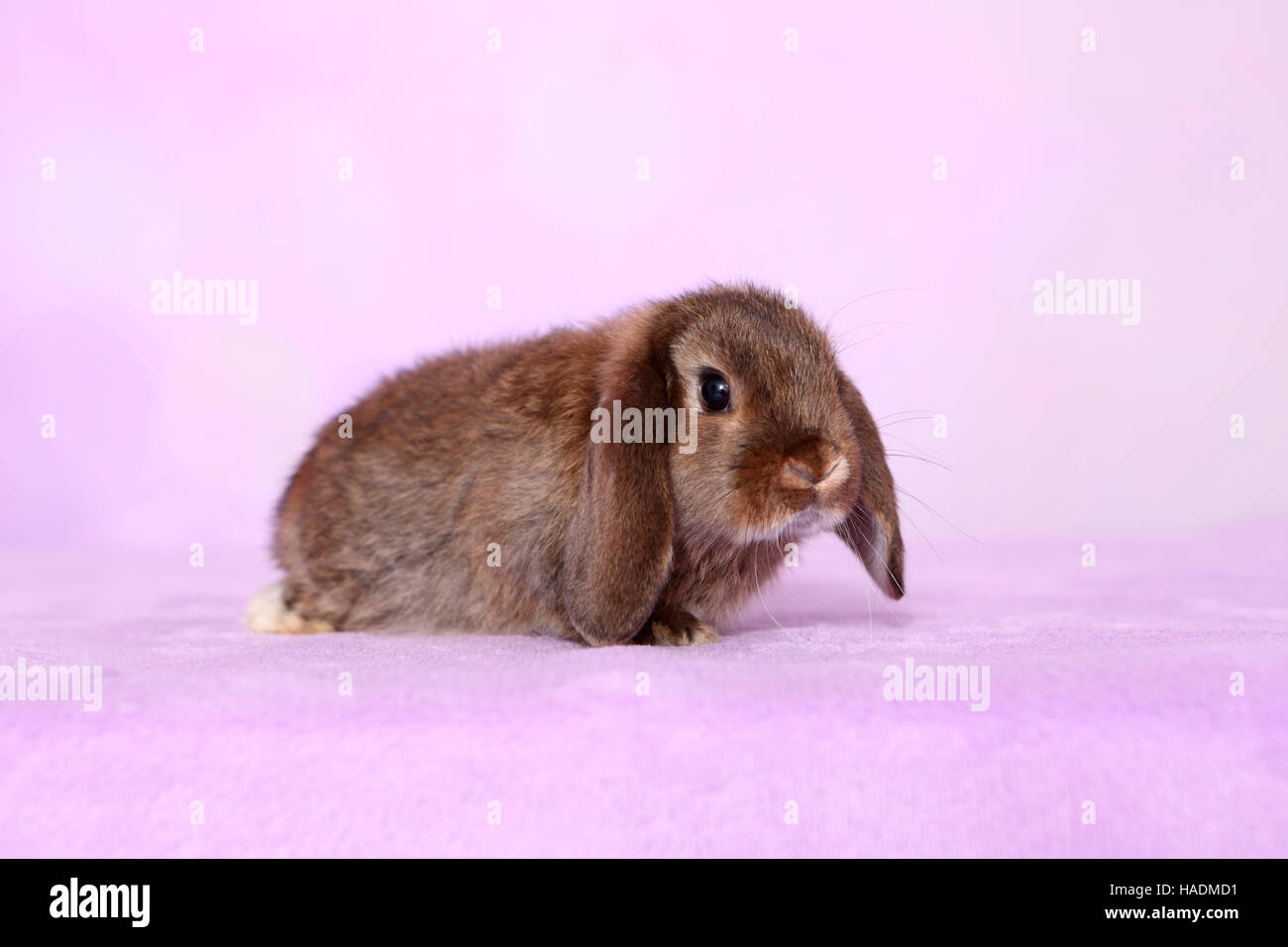 Dwarf lop-eared bunny. Germany. Studio picture seen against a pink ...
