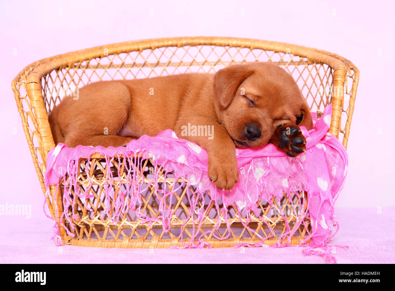 Labrador Retriever. Puppy (5 weeks old) sleeping on a wicker bench ...
